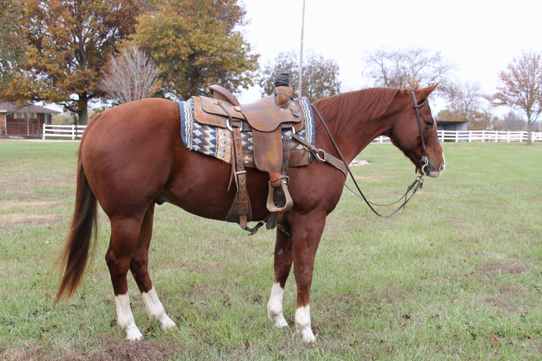 Lot 2: Shiney Red Roo Star - Rancho Rio